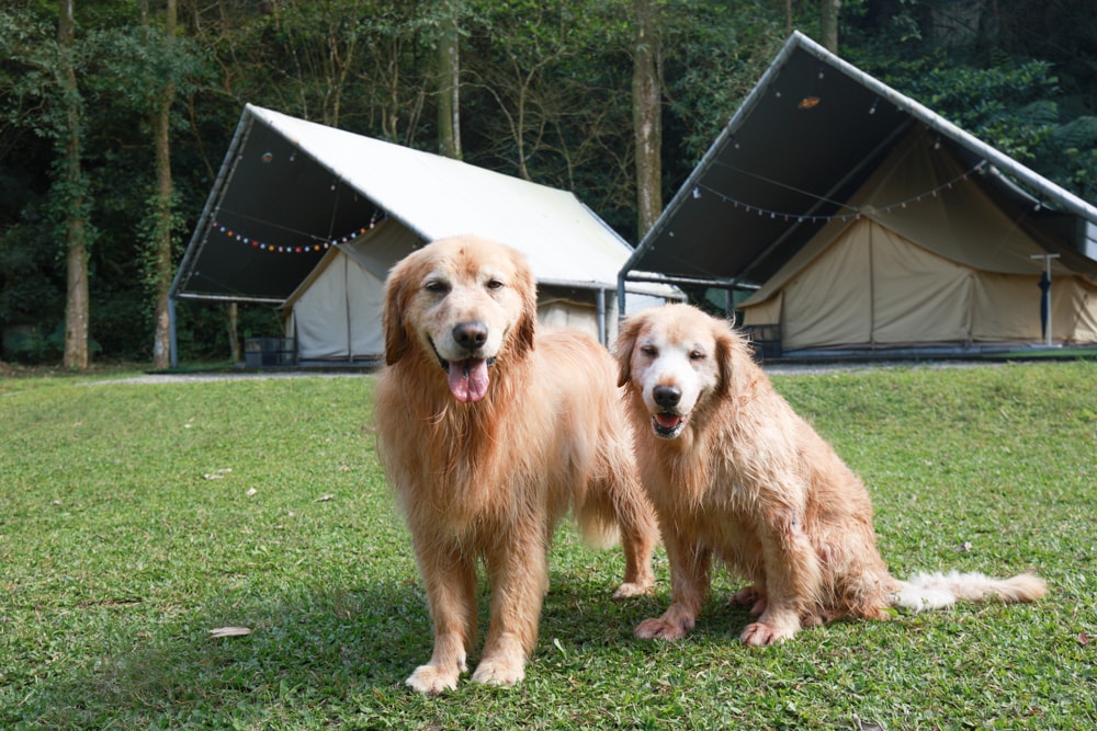 LAPOPO 拉波波村｜基隆豪華露營。一泊三食免裝備、獨立衛浴＋峽谷生態導覽＋寵物友善露營 – 洛基小聿媽